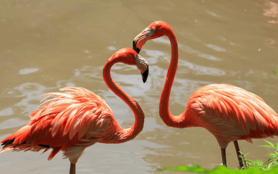 Croquet Flamant Rose at Victoria Jenkins blog