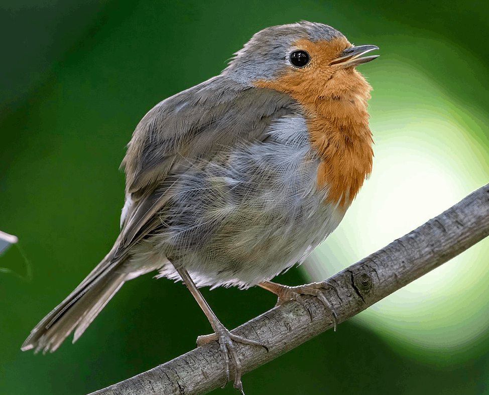 Le Rouge-gorge européen : Un oiseau emblématique